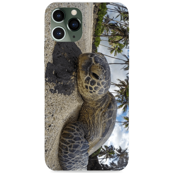 CoolCase - Teknősbéka a parton